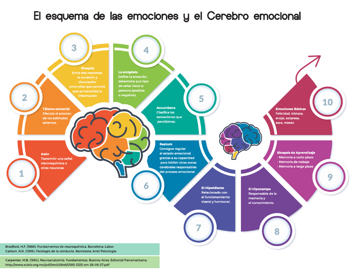 El Cerebro Y Las Emociones Psicología Vida Emocional